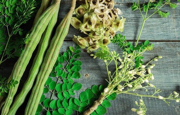 Moringa Benefits : Moringa oleifera (Sohanjana) of Pakistan | NutriOrga